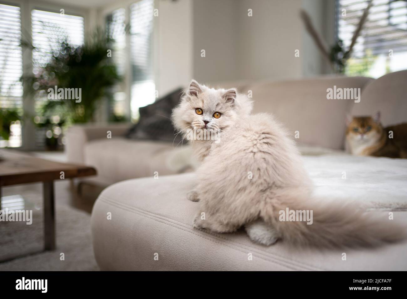 cute fluffy cat sitting on sofa in modern living room looking back over ...