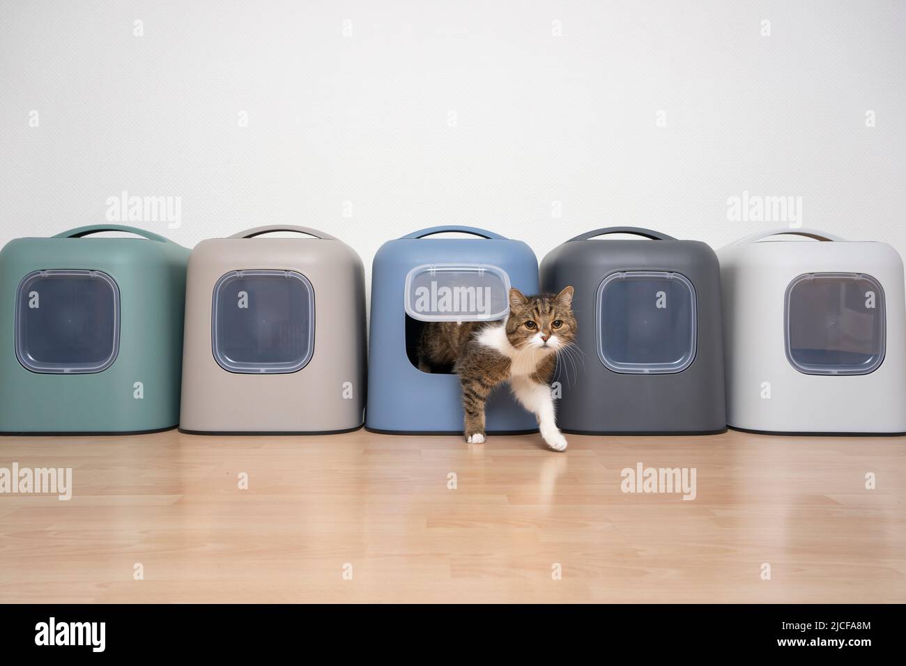 cat leaving one of several hooded litter box through cat flap looking ...