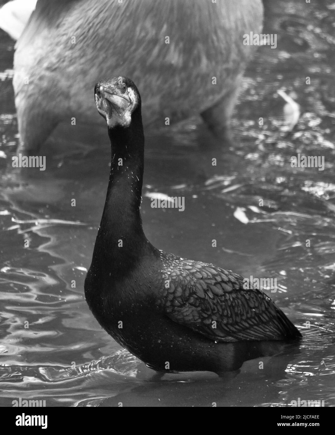Cormorant bird in black and white in close-up. detailed plumage ...