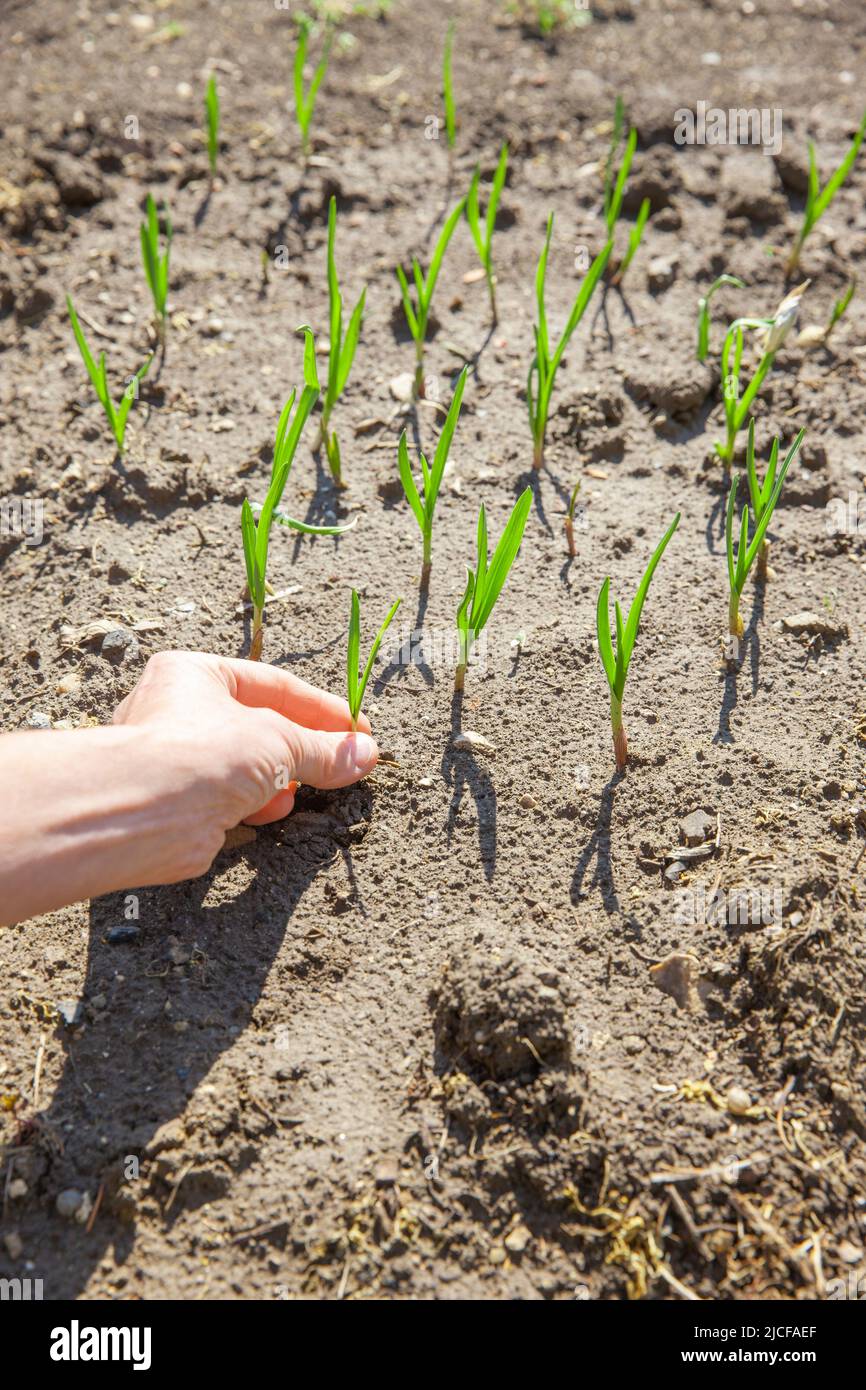 Spring onion seedlings hi-res stock photography and images - Alamy