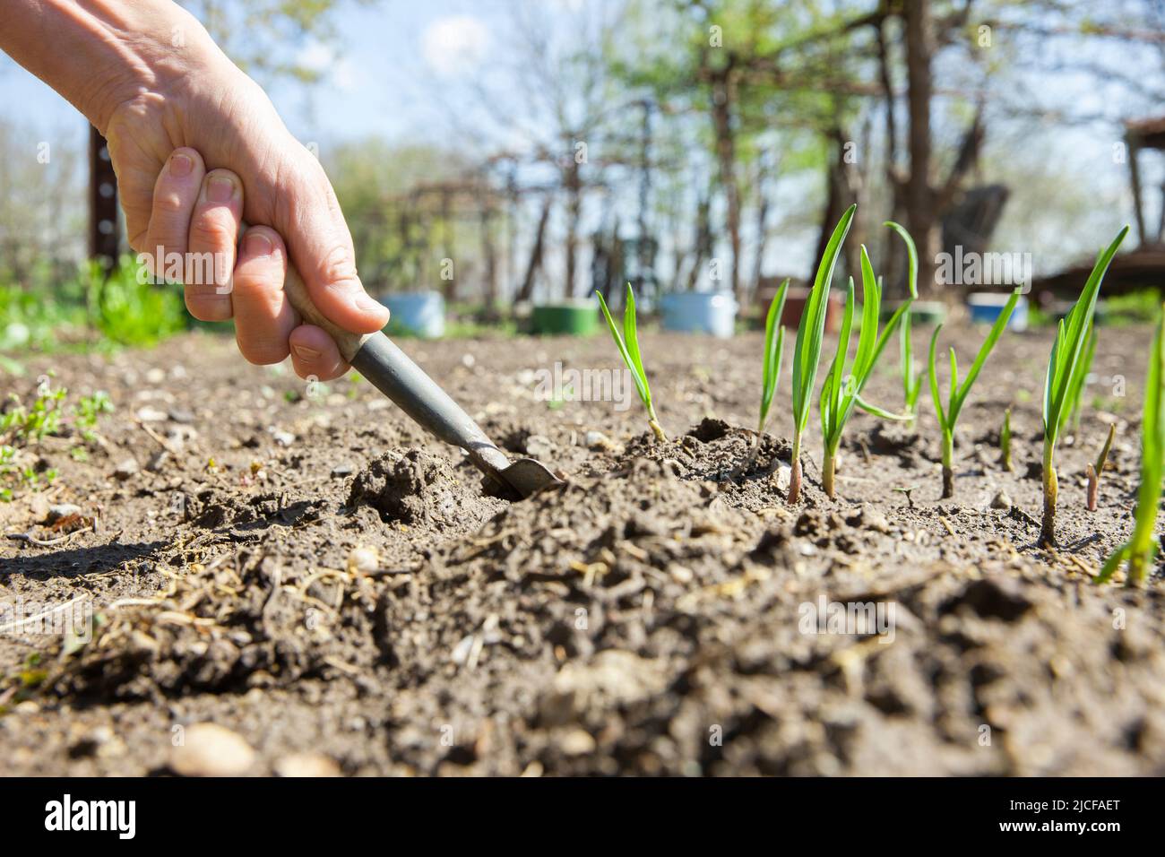 Woman digging in ground hi-res stock photography and images - Alamy