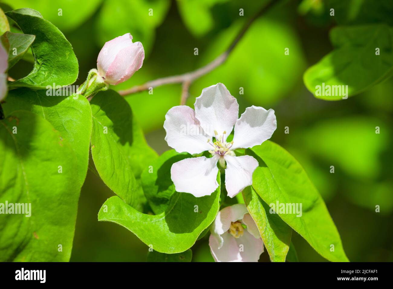 Quince tree hi-res stock photography and images - Alamy
