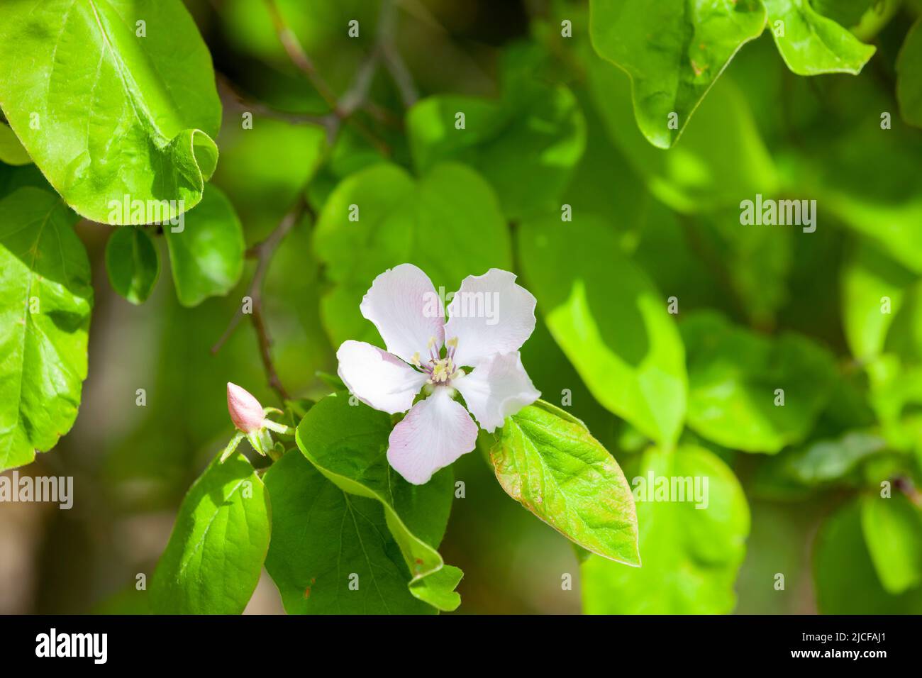 Quince tree hi-res stock photography and images - Alamy