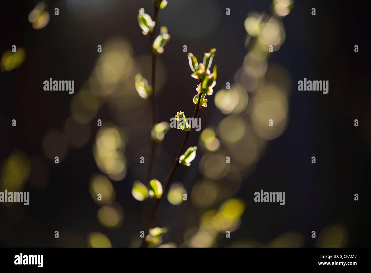 Sunlight on leaves trees hi-res stock photography and images - Alamy