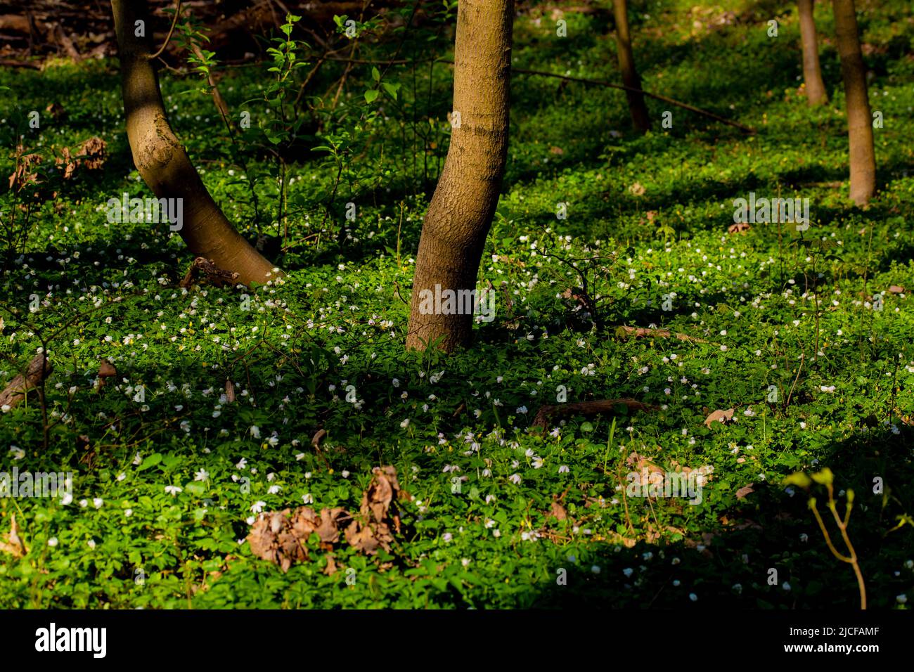 Flowering wood anemones in the forest in spring, completely overgrown ...