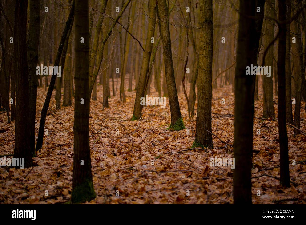 Small narrow forest path for hiking, very shallow depth of field for ...