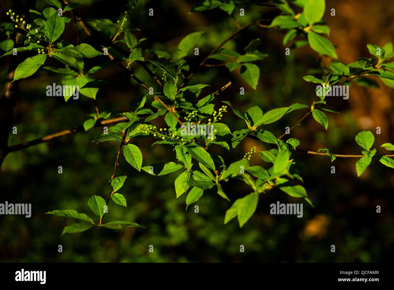 Young tree in spring in the forest with the first green leaves of the ...