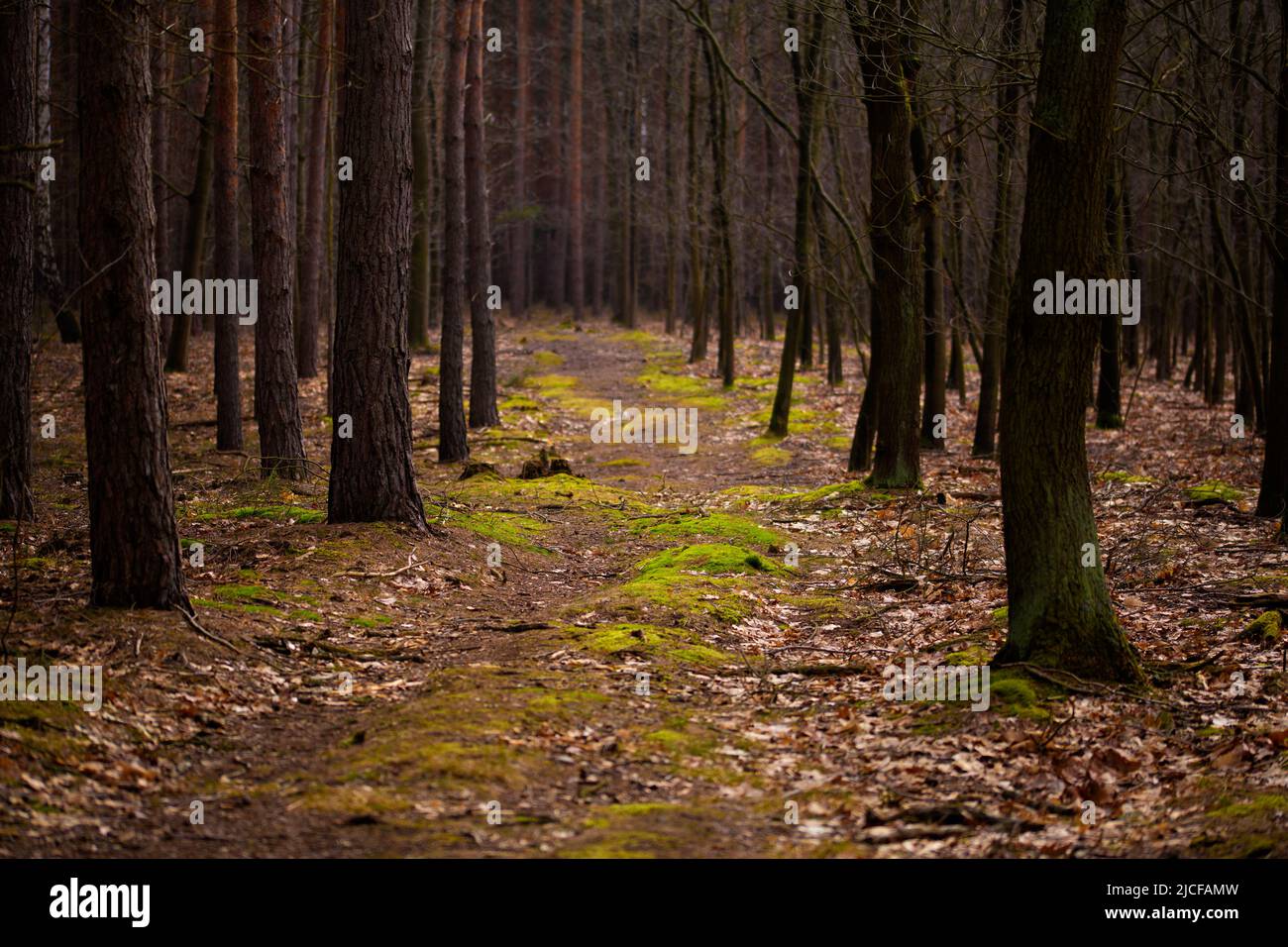 Small narrow forest path for hiking, very shallow depth of field for ...
