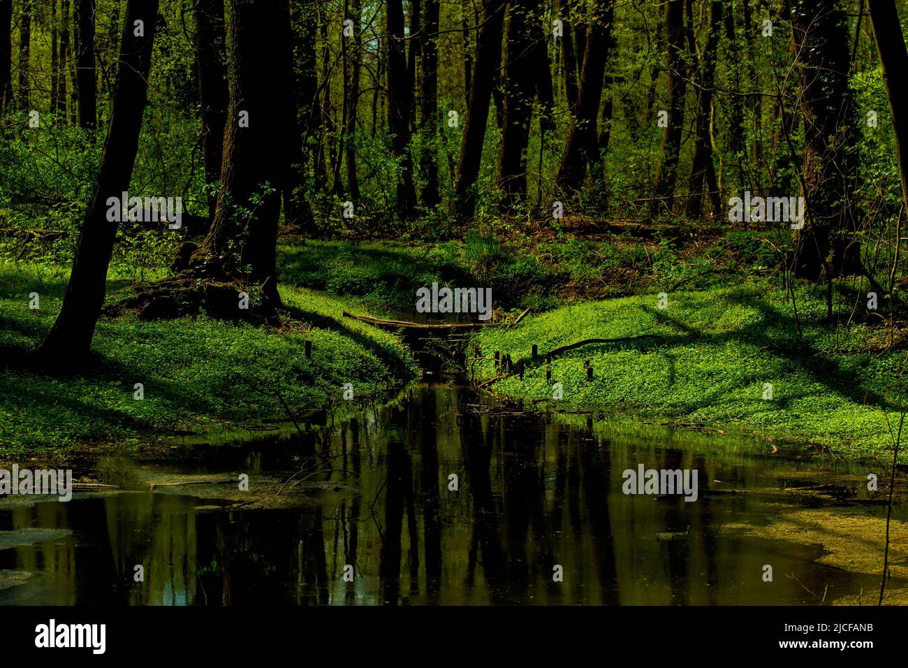 Small river arm in spring in a forest in Germany Stock Photo - Alamy