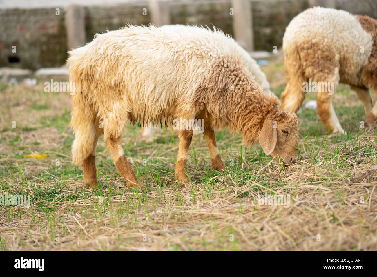 Cute sheep over a dry grass field, farm animal Stock Photo - Alamy