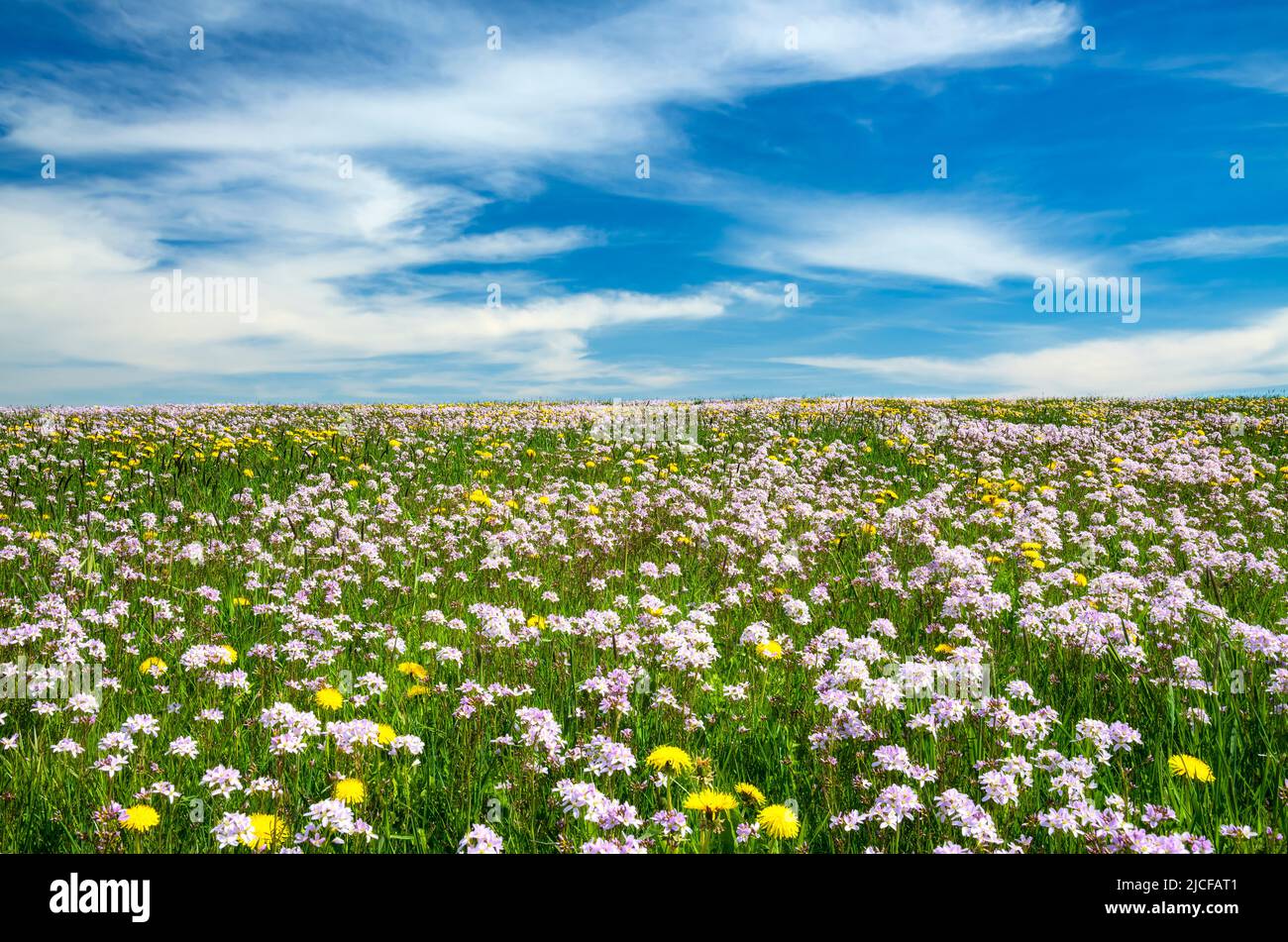 Clear Sky And Flowers