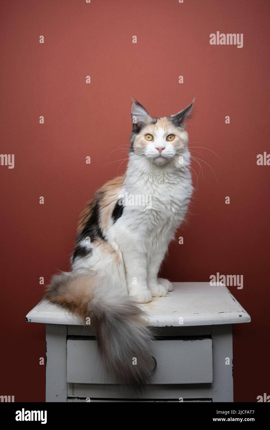 beautiful calico white maine coon cat with fluffy tail sitting on ...