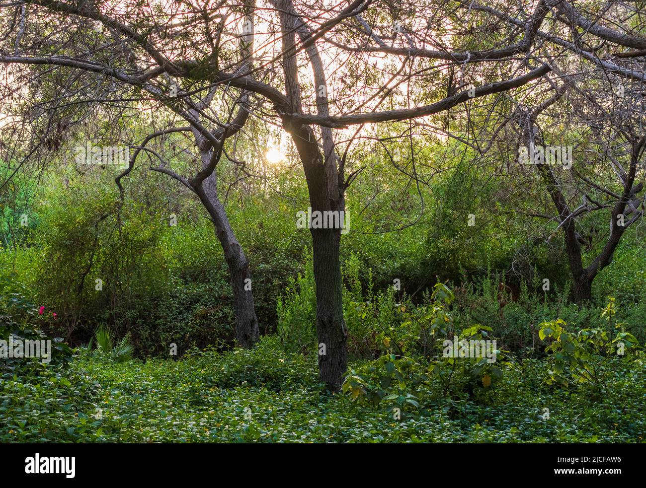 Exotic plants and trees in the park Stock Photo - Alamy