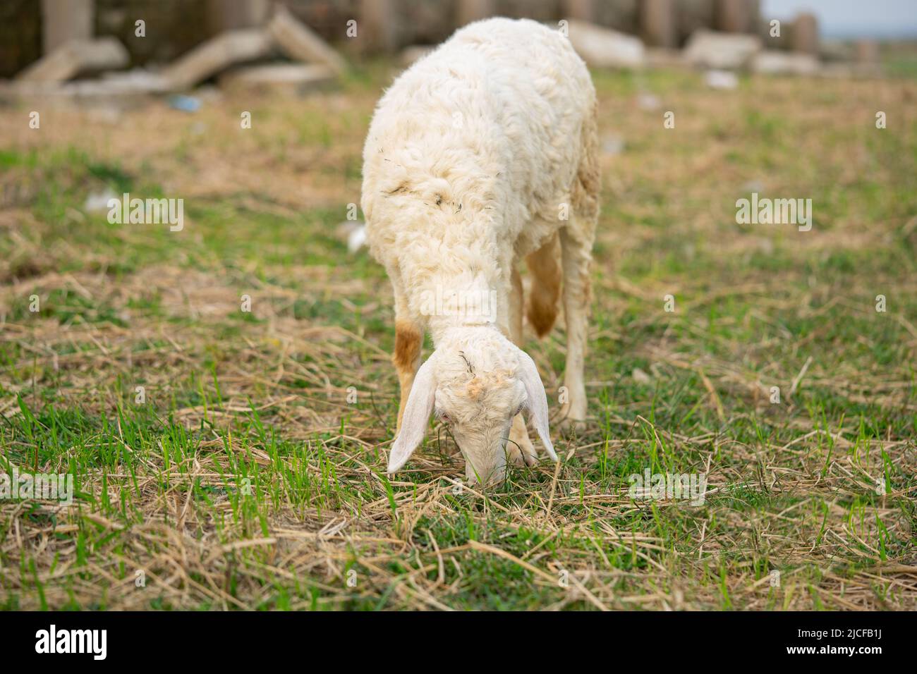 Cute sheep over a dry grass field, farm animal Stock Photo - Alamy