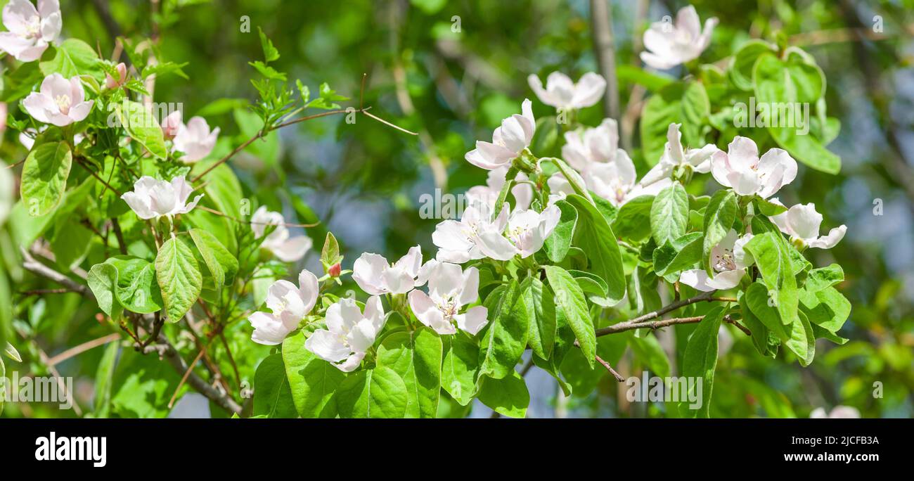 Quince tree hi-res stock photography and images - Alamy