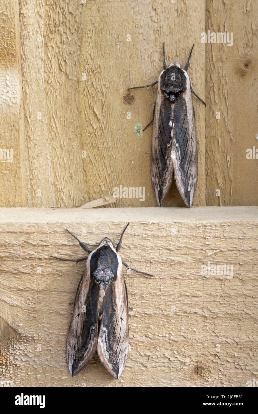 Two privet hawks moths on slatted wooden fence Stock Photo - Alamy