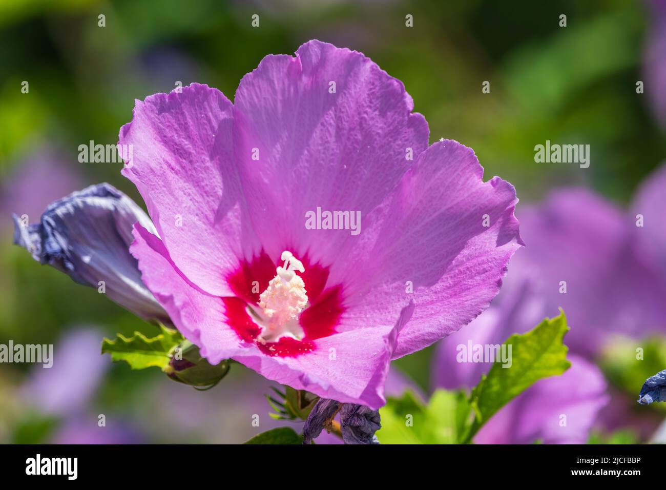 Pink flowers of Hibiscus moscheutos plant close-up. Hibiscus moscheutos ...