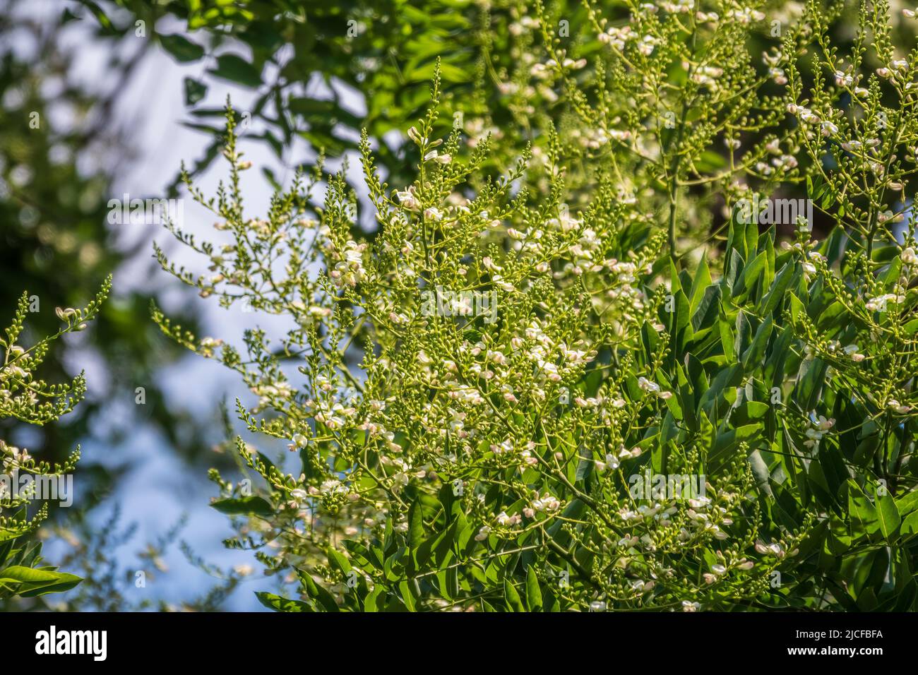 Green leaves of the Ailanthus altissima tree. Ailanthus altissima ...
