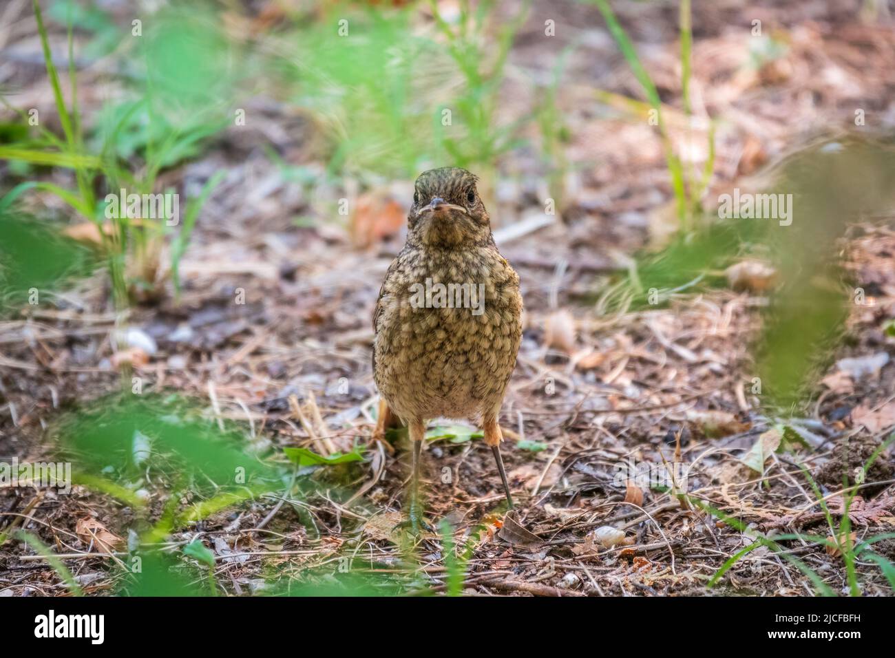 The common redstart, Phoenicurus phoenicurus, young bird, is sitting on ...