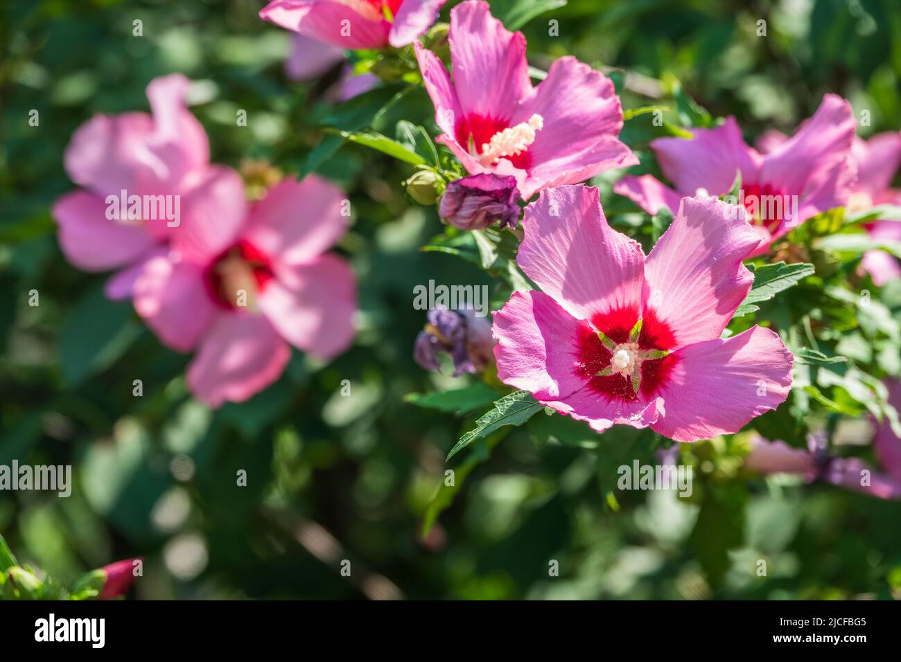 Pink flowers of Hibiscus moscheutos plant close-up. Hibiscus moscheutos ...