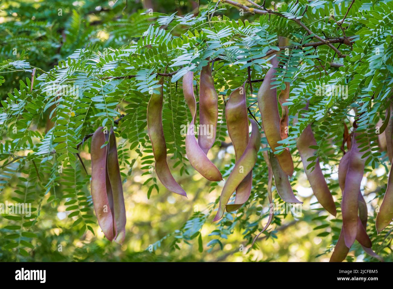 Acacia leaves with a pattern and long green pods with seeds on a ...