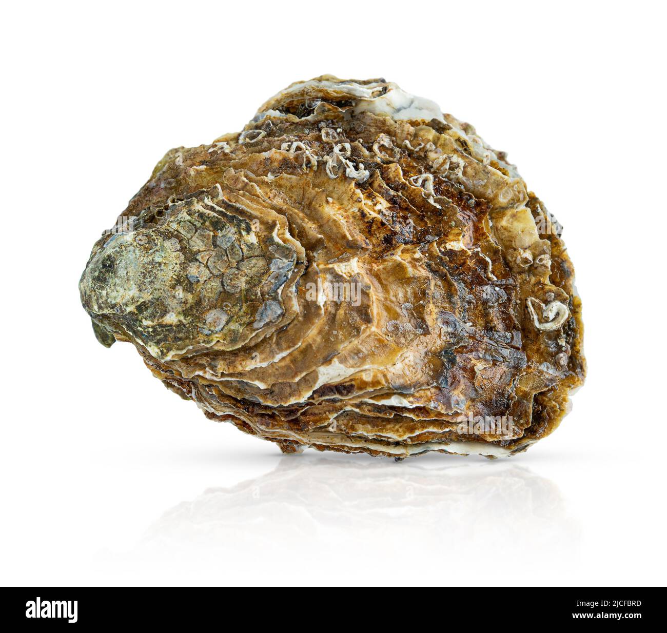 Composition of three oysters isolated on white background with clipping ...