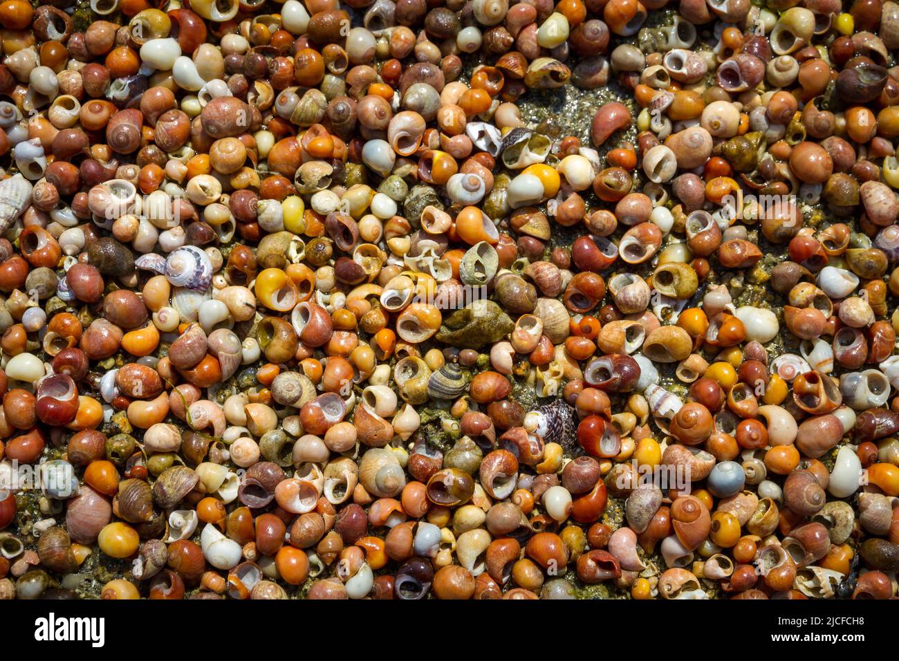 Shellfish texture macro photography. Abstract background wallpaper ...