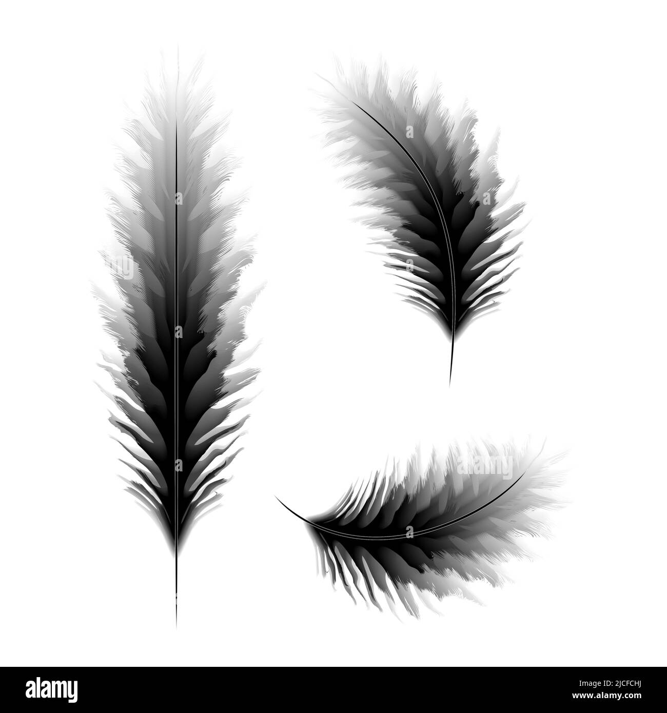 Editable vector clipart of birds feathers. EPS10 Stock Vector Image ...