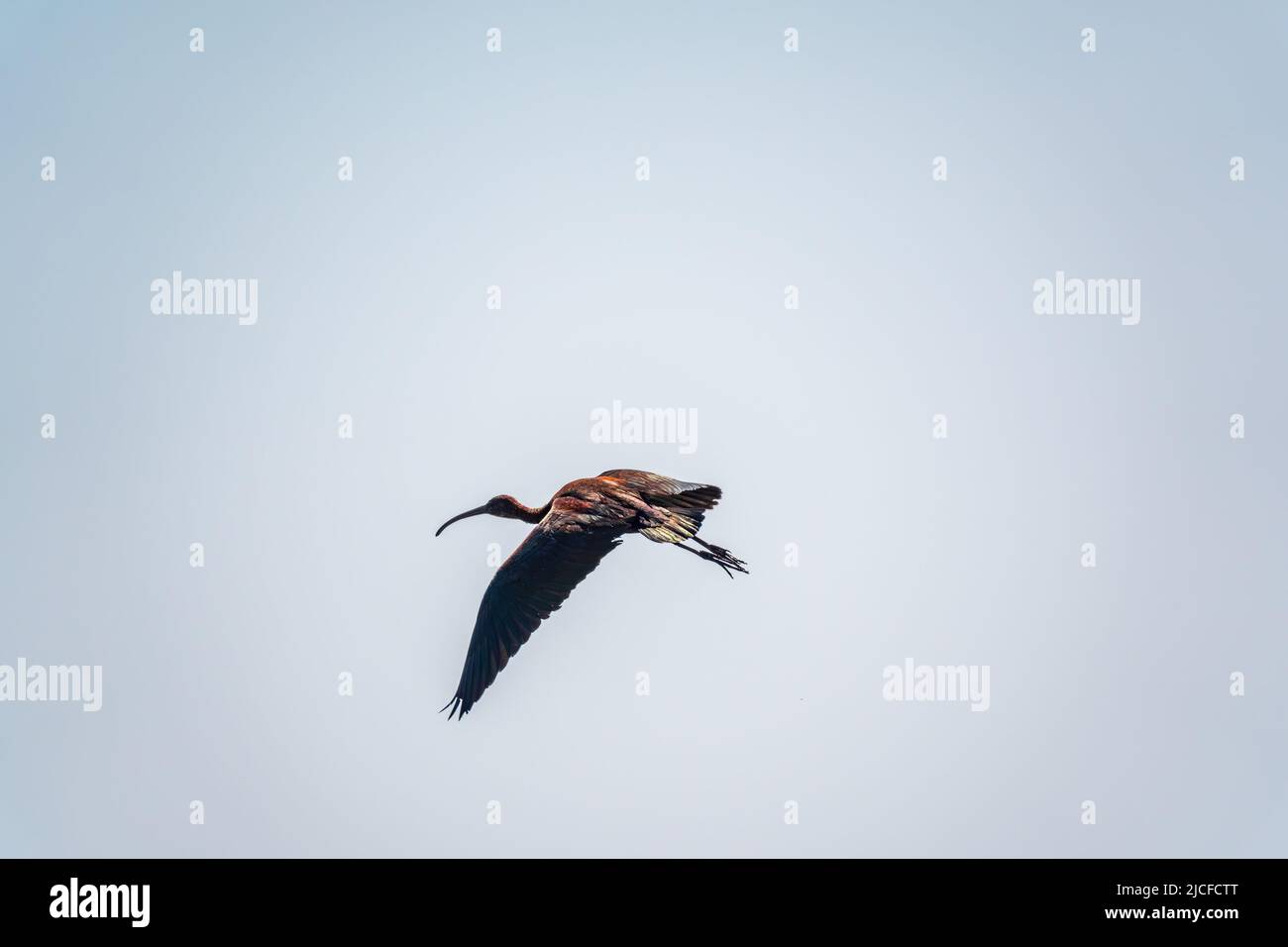 A graceful water bird glossy ibis, latin name Plegadis falcinellus ...