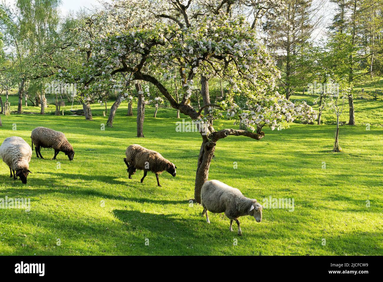 Germany, Schleswig-Holstein, fruit tree meadow, sheep, evening light ...