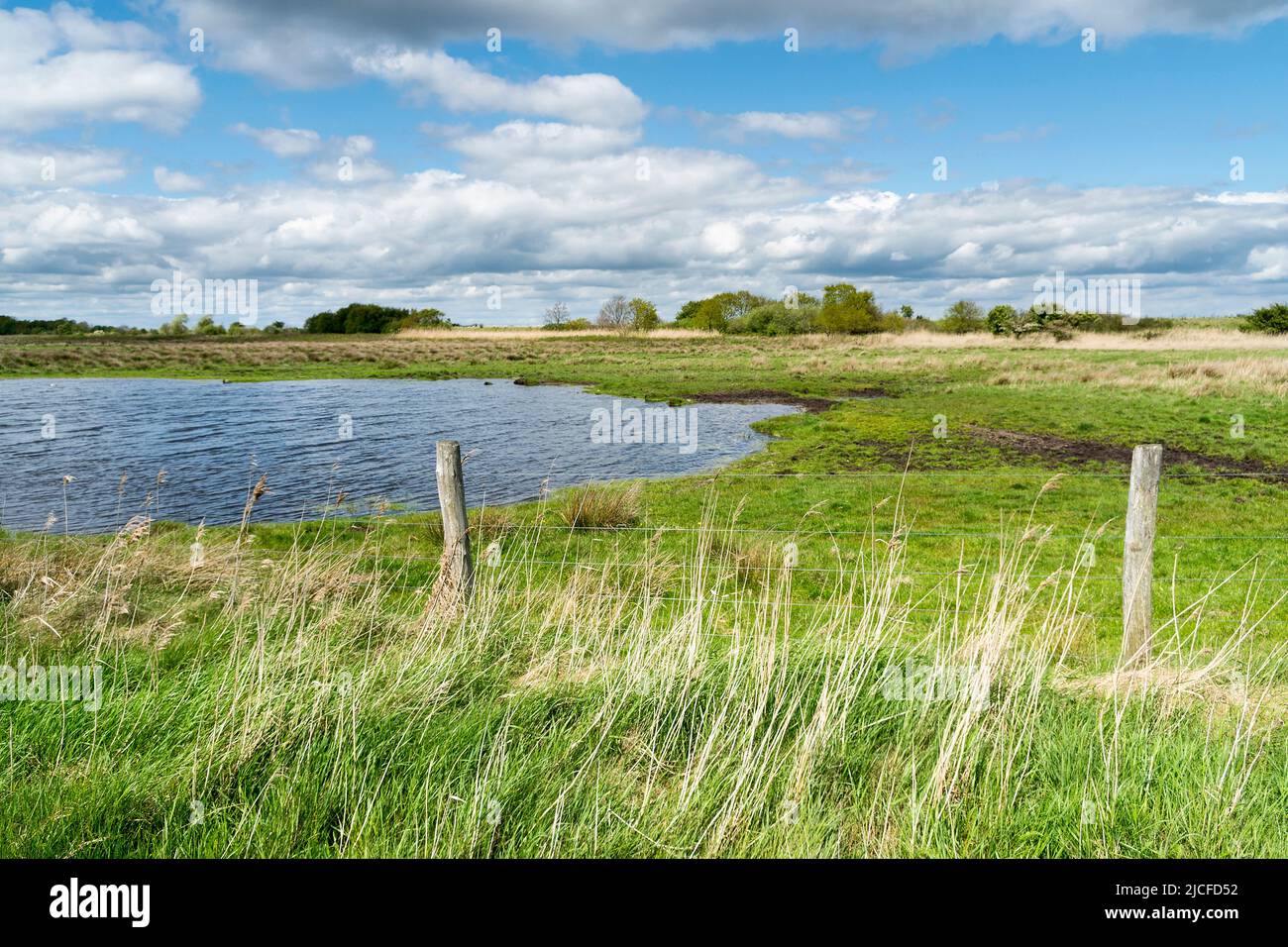 Germany, Schleswig-Holstein, nature reserve "Geltinger Birk", salt ...
