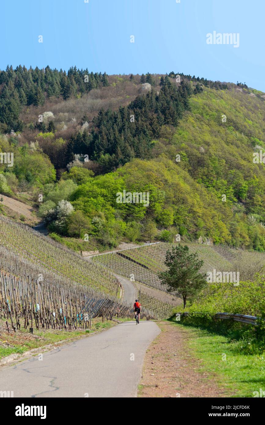 Vineyards and Moselle cycle path with cyclists between Detzem and ...