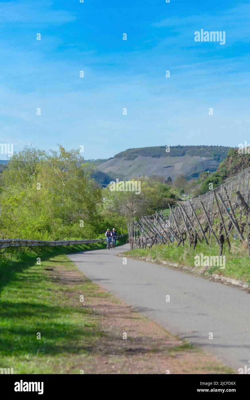 Vineyards and Moselle cycle path with cyclists between Detzem and ...