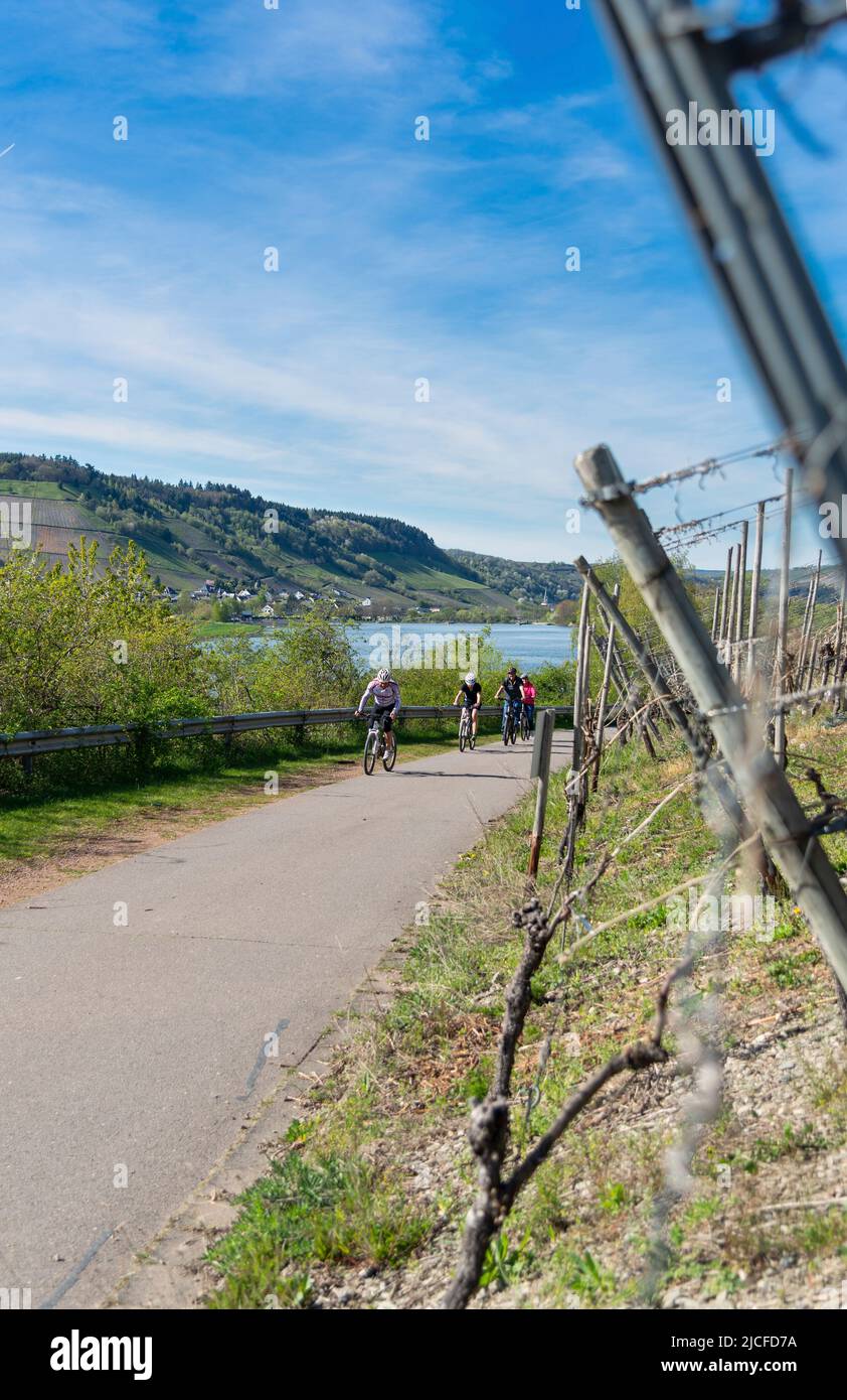 Vineyards and Moselle cycle path with cyclists between Detzem and ...