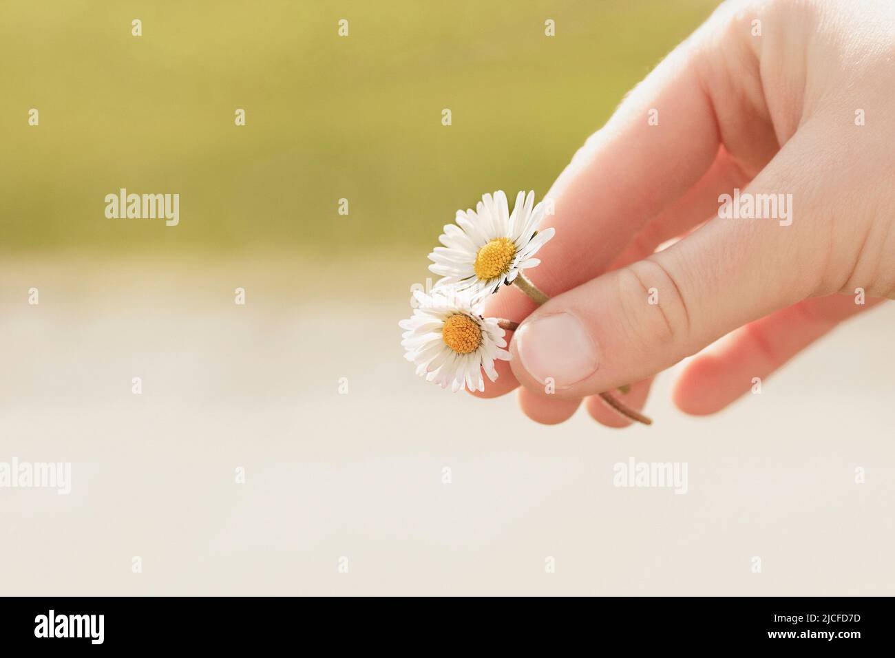 Giving flowers hand hi-res stock photography and images - Alamy