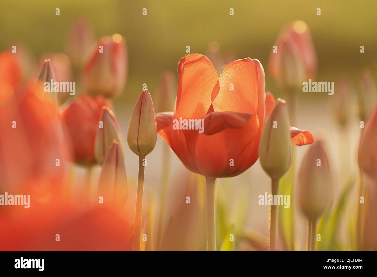 Red flowers in the shape of a heart hi-res stock photography and images ...
