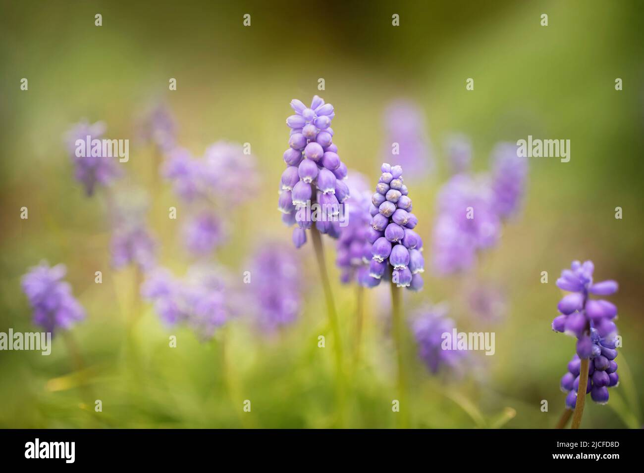 Group hyacinths hi-res stock photography and images - Alamy