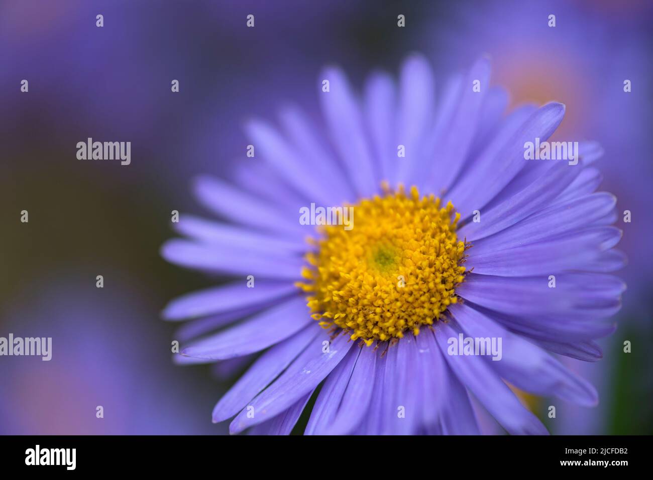 purple flower of alpine aster (Aster alpinus), Germany Stock Photo - Alamy