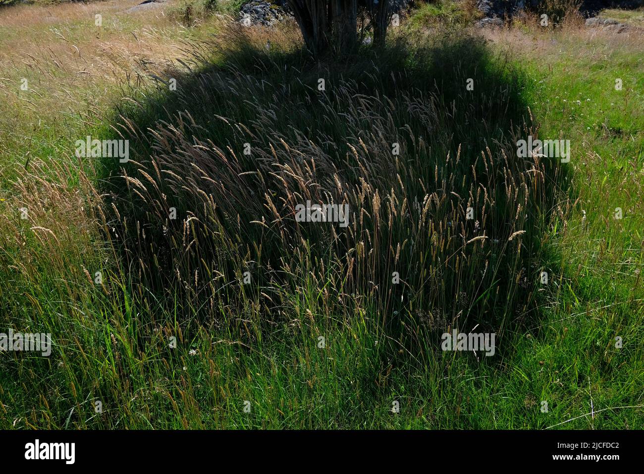 Sweden, Bohuslän, Pilane, Sculpture park, tree, shadow Stock Photo - Alamy
