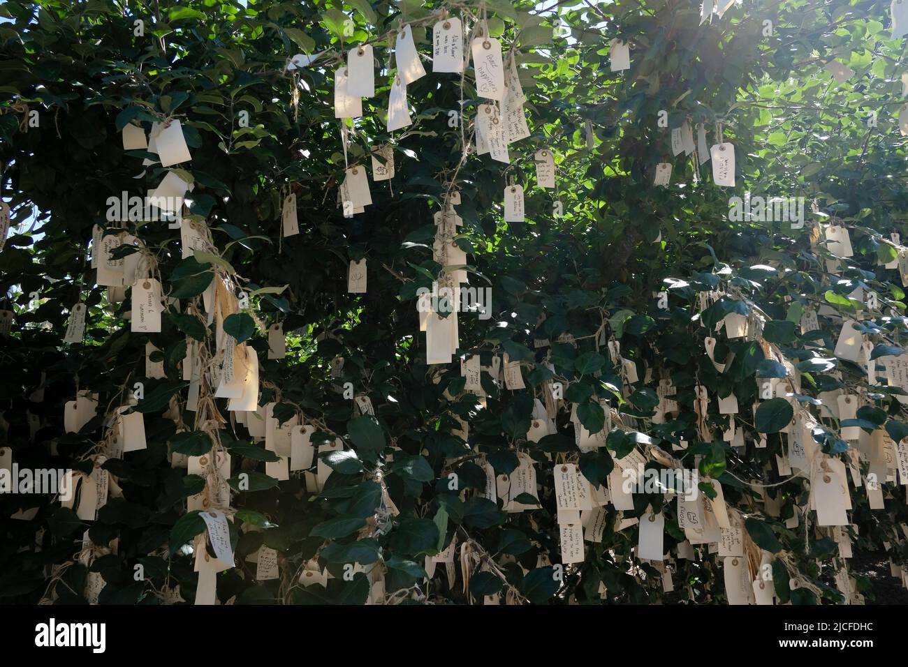 Sweden, Skane, Scania, Wanas, wish tree, notes Stock Photo - Alamy