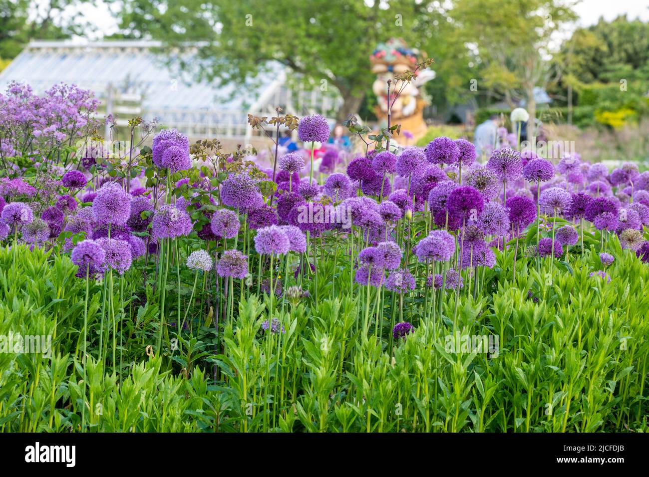 Alliums in a garden border at RHS Harlow Carr, Harrogate, England Stock ...