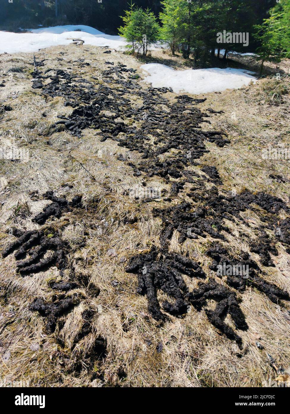 Vole tracks after the snow melts Stock Photo - Alamy