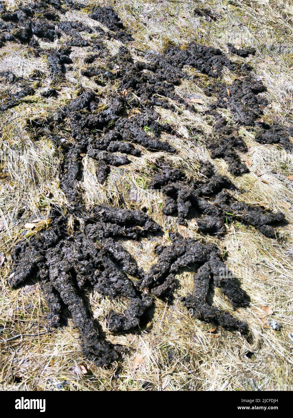 Vole tracks hi-res stock photography and images - Alamy