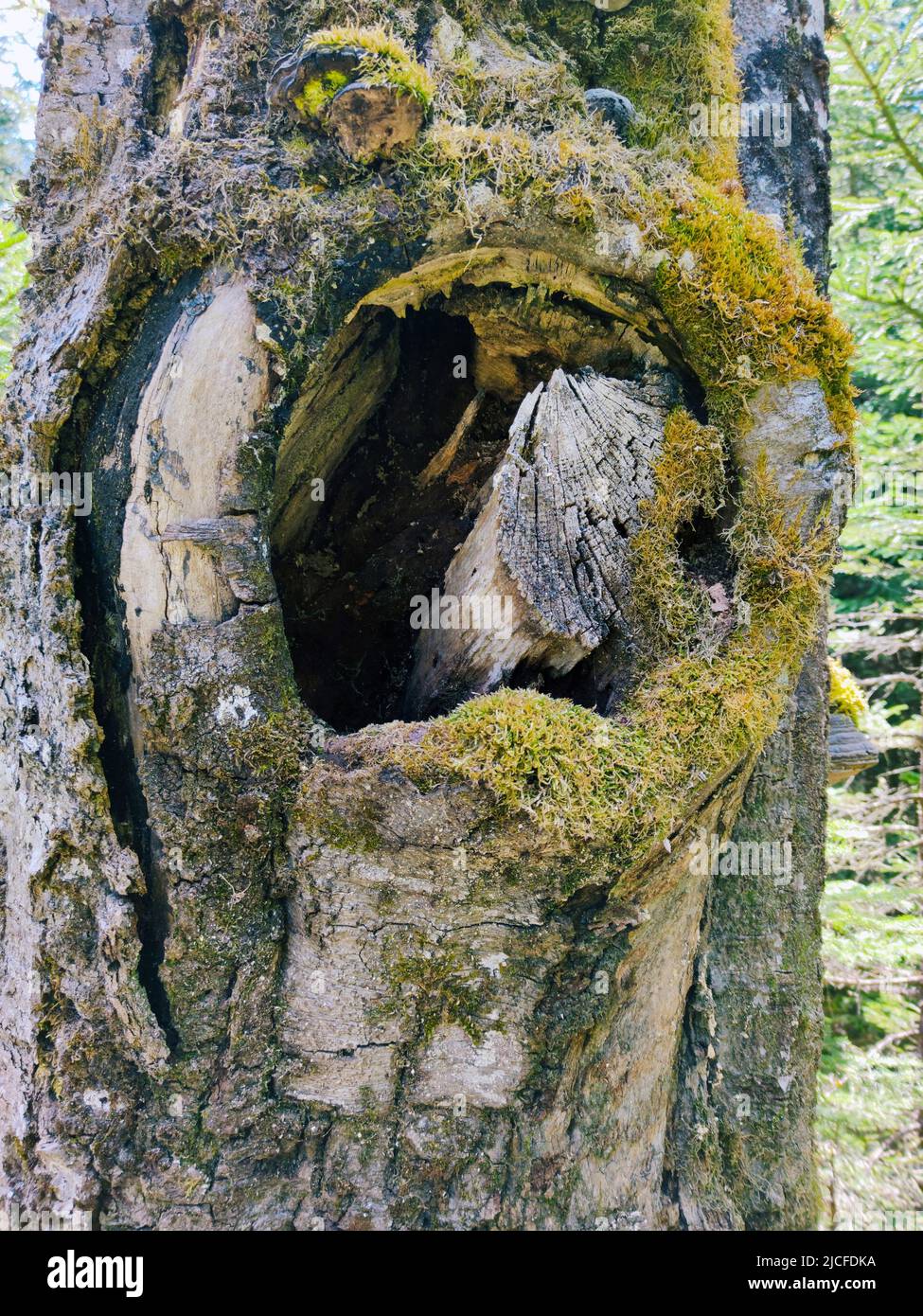 Broken beech trunk hi-res stock photography and images - Alamy
