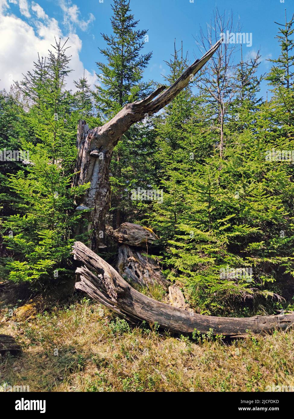 Dead beech in hi-res stock photography and images - Alamy