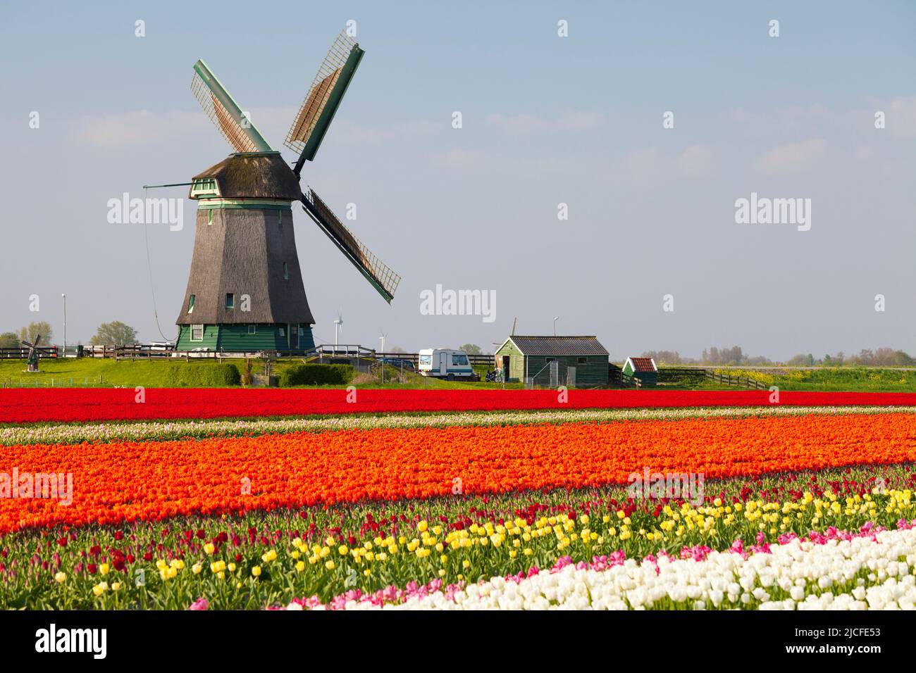 Traditional windmill and field of Tulips near Obdam, North Holland ...