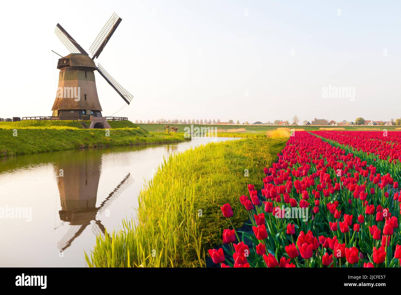 Windmill and Tulip Field beside a canal, near Schermerhorn, North ...