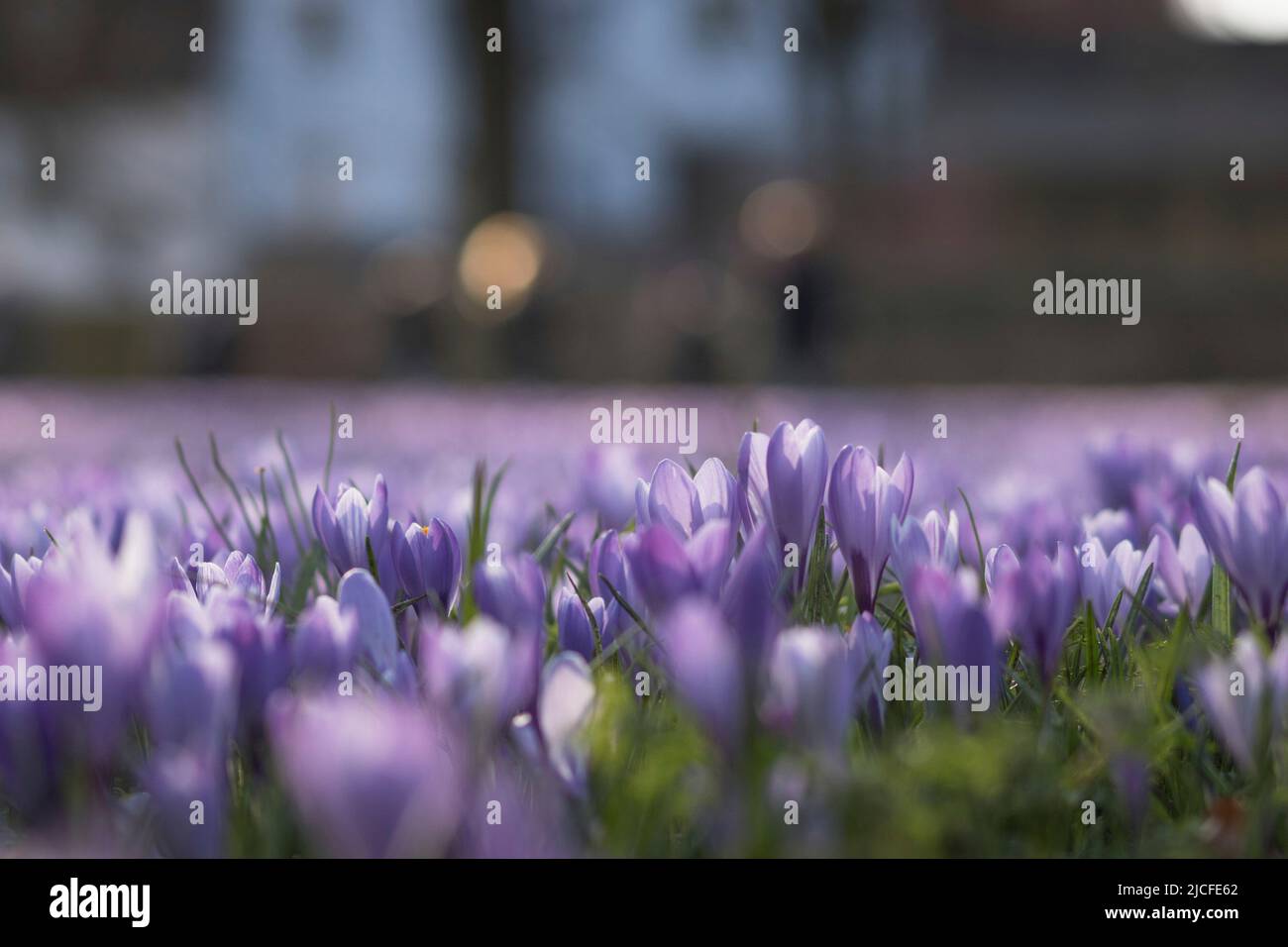 Colorful crocus blossom in Husum castle park, Germany Stock Photo - Alamy