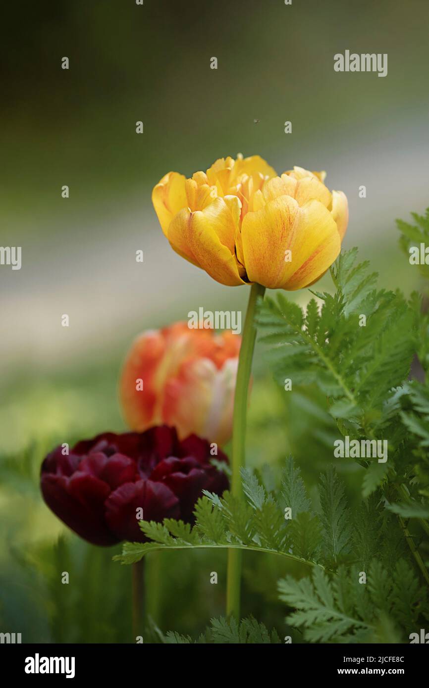 Double bloom tulips hi-res stock photography and images - Alamy