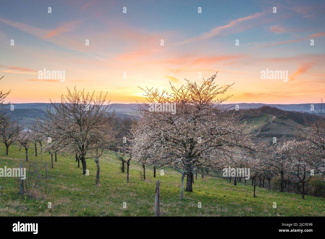 Fruit trees in bloom at sunset Stock Photo - Alamy